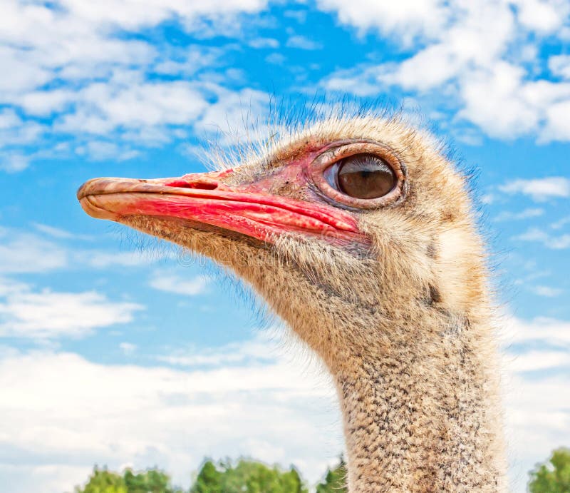 Side View Red Face Ostrich Stock Photos - Free & Royalty-Free Stock ...