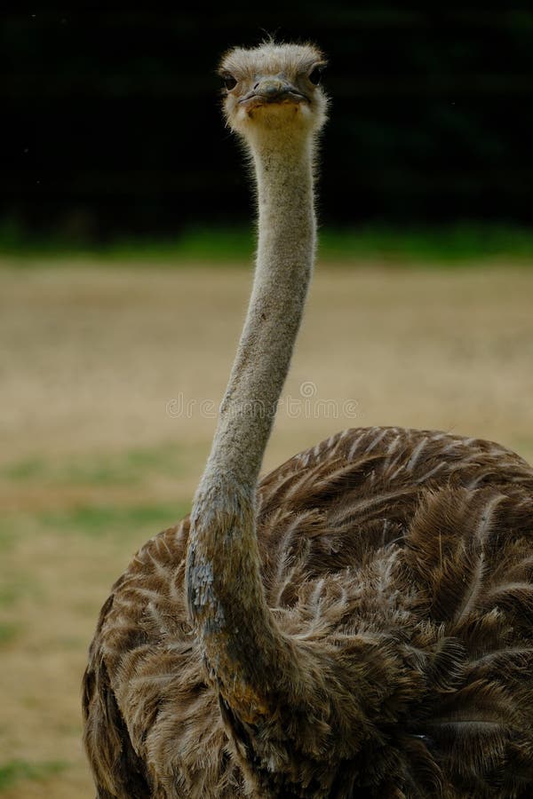 Ostrich stock image. Image of eyes, animal, feather - 279354739