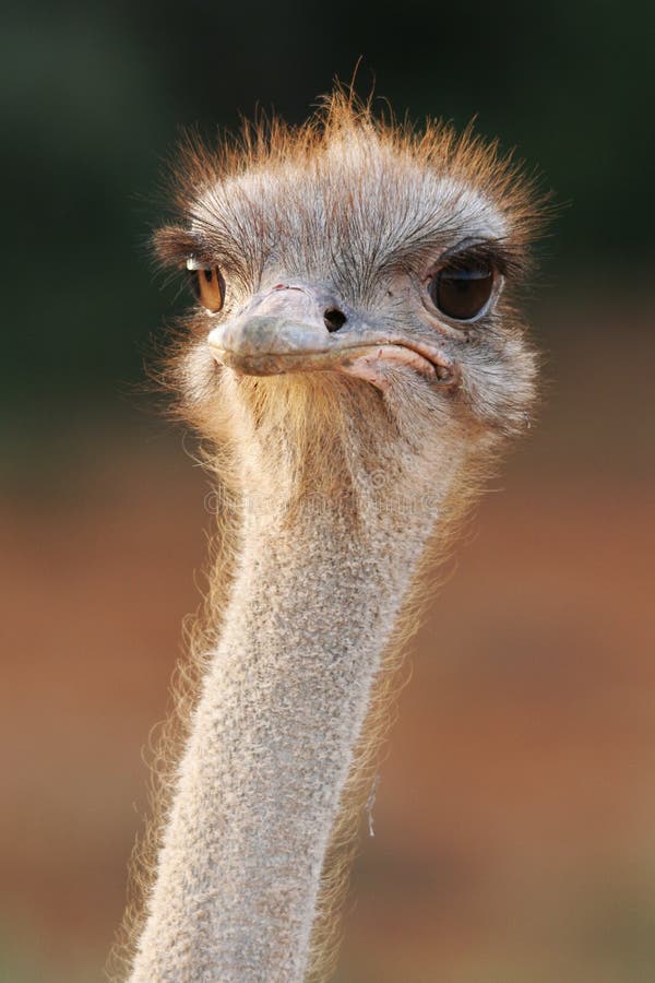 Ostrich Portrait stock photo. Image of spiky, etes, animal - 5394690