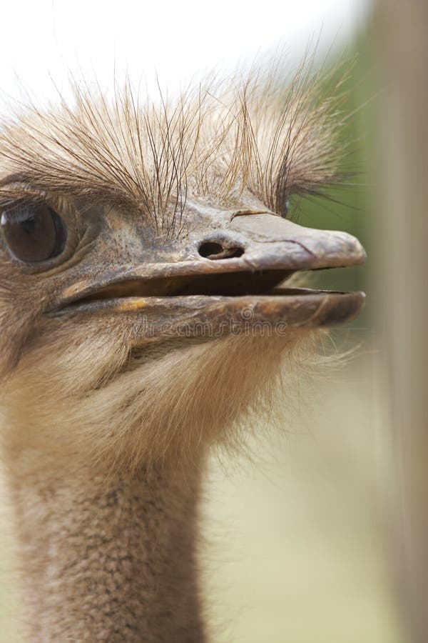 Ostrich portrait stock photo. Image of struthio, close - 7597226