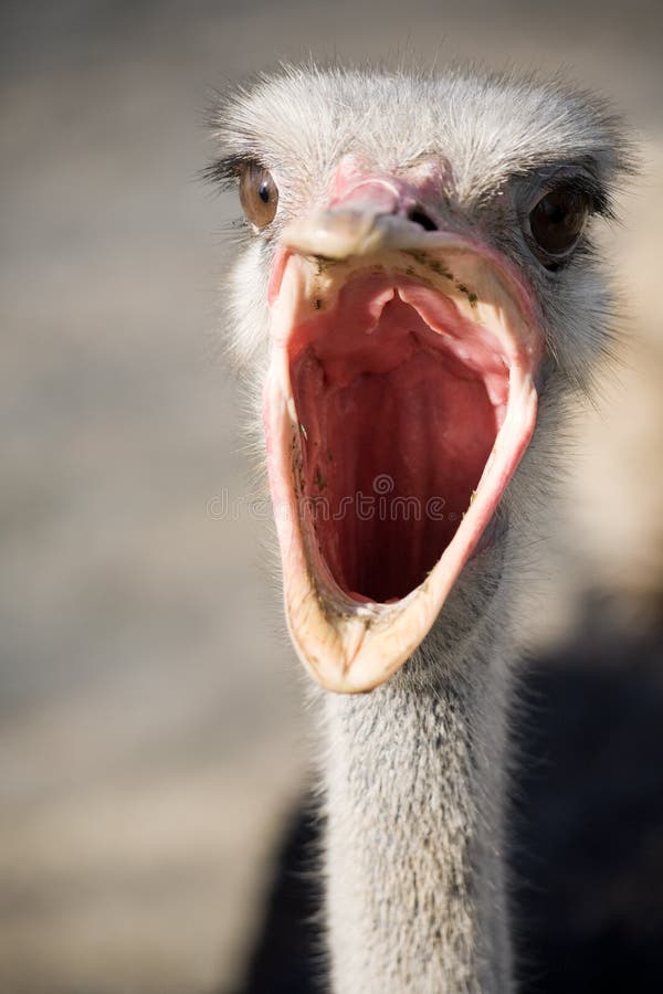 Ostrich portrait stock photo. Image of portrait, looking - 9820344
