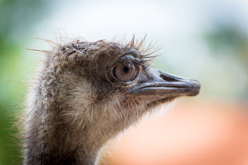 Ostrich portrait stock photo. Image of flightless, africa - 46644848