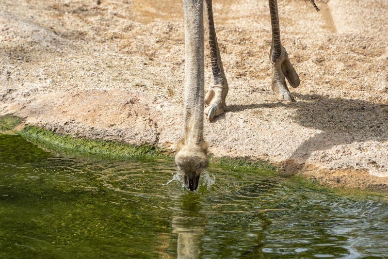 Ostrich Portrait Close Up while Drinking Water at the Pool Stock Image ...