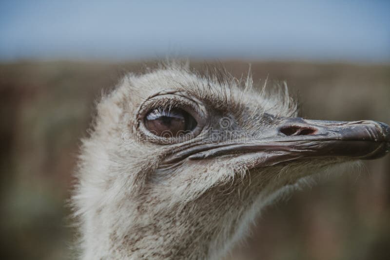 Ostrich Eye Stock Images - Download 4,798 Royalty Free Photos