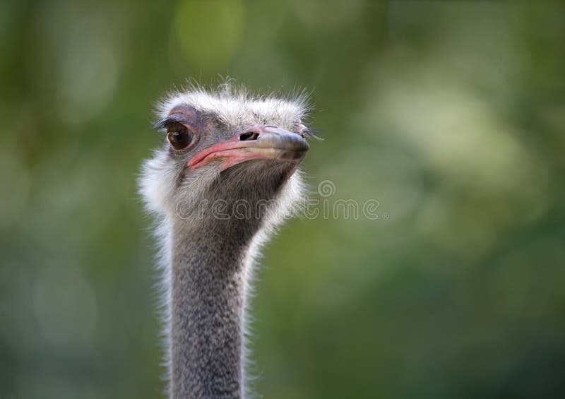 Ostrich stock photo. Image of wild, closeup, close, wildlife - 30218202