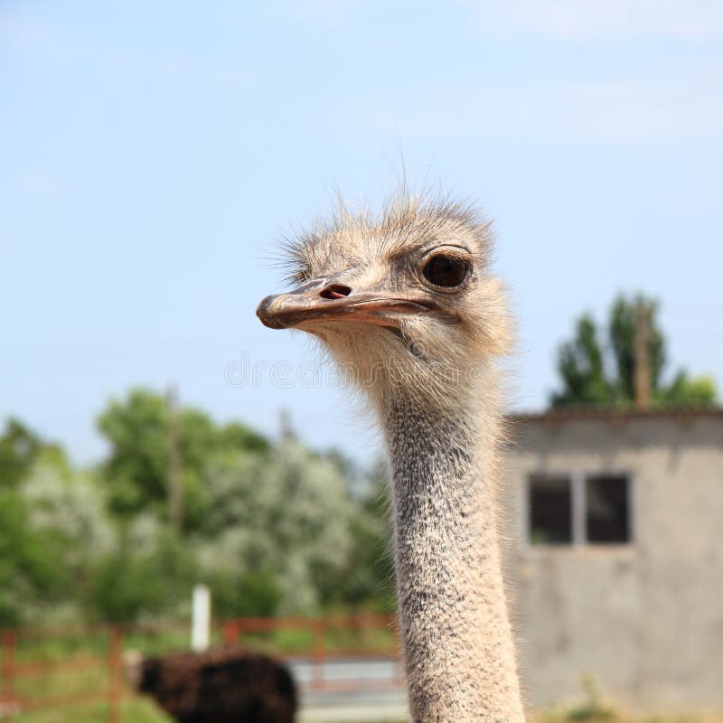 Ostrich portrait stock image. Image of front, ostriches - 33101183