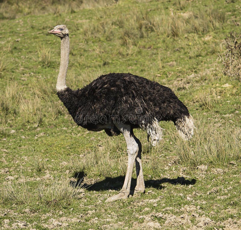 Ostrich stock image. Image of long, grass, bird, dangerous - 39130799