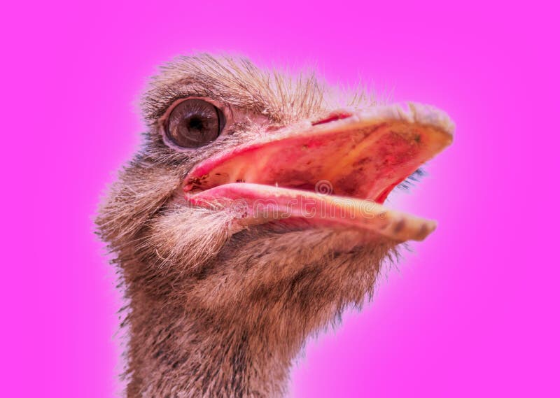Ostrich Portrait Isolated on Pink Stock Photo - Image of neck, outdoors ...