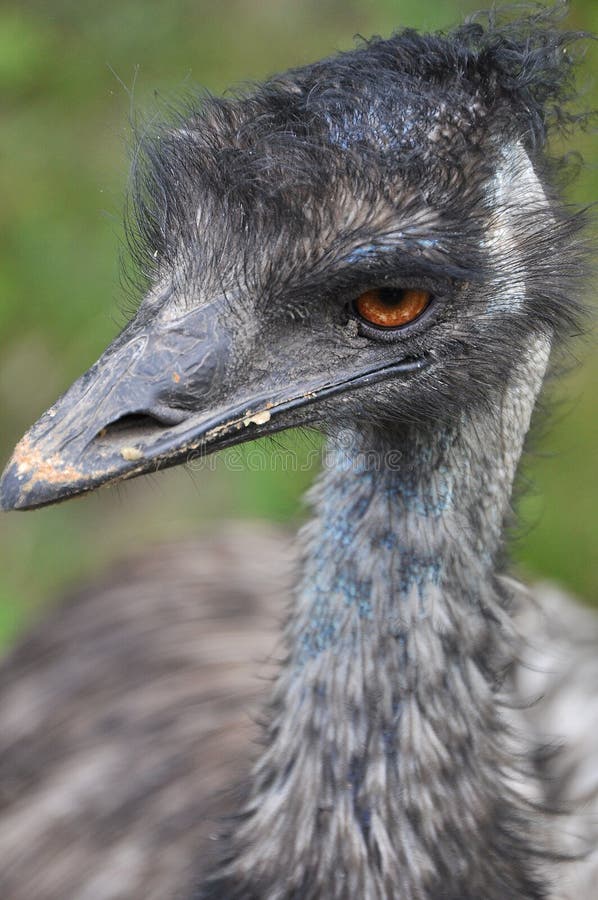 Ostrich portrait stock photo. Image of curiosity, head - 231231478