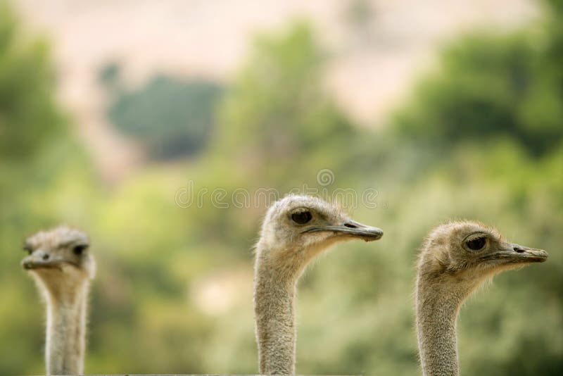 Ostrich Portrait Outdoor Forest Green Trees Stock Photo - Image of face ...