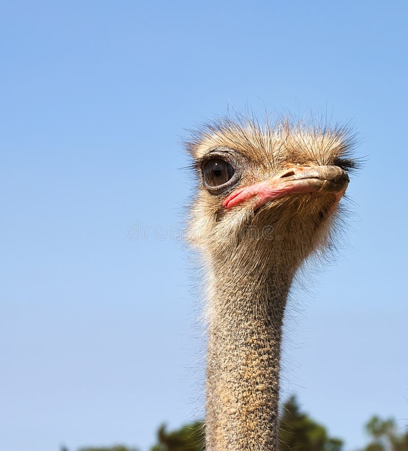 Ostrich stock image. Image of head, south, stare, eyes - 1597211