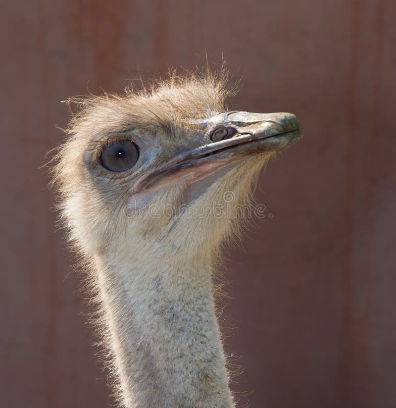 Cute Baby Ostrich stock photo. Image of wilderness, young - 17022892