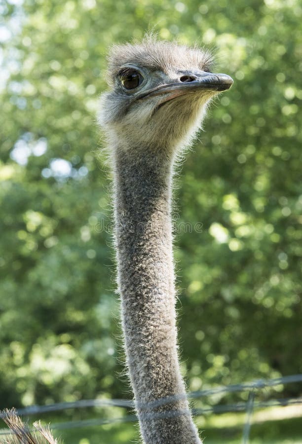 Ostrich Portrait Struthio Camelus Stock Photo - Image of beak, african ...