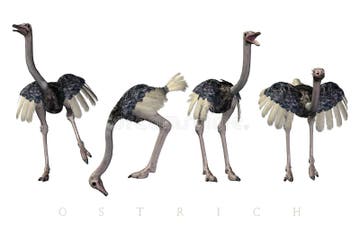 Ostrich poses stock illustration. Illustration of avian - 15697562