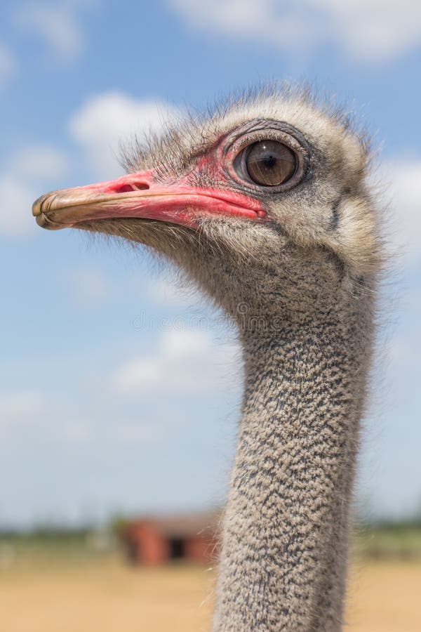 Ostrich head and neck stock image. Image of grass, feathers - 55627781