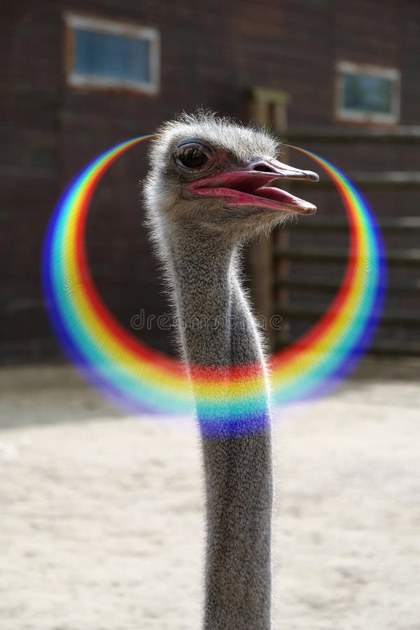 Ostrich with Rainbow Around Head Stock Image - Image of african ...