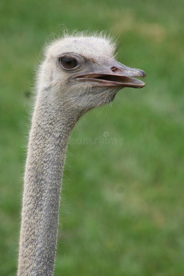 Ostrich, Ratite, Bird, Beak Picture. Image: 133462742