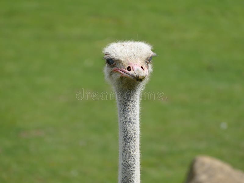 Ostrich, Ratite, Beak, Flightless Bird Picture. Image: 114712280