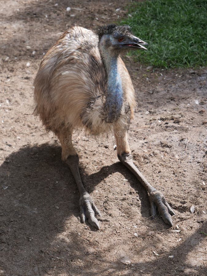 An Ostrich Resting in a Park Stock Image - Image of ducks, florida ...