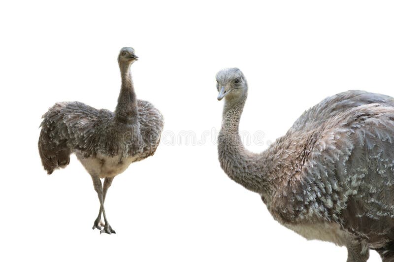 Ostrich Rhea Pennat Isolated Stock Photo - Image of conservation ...