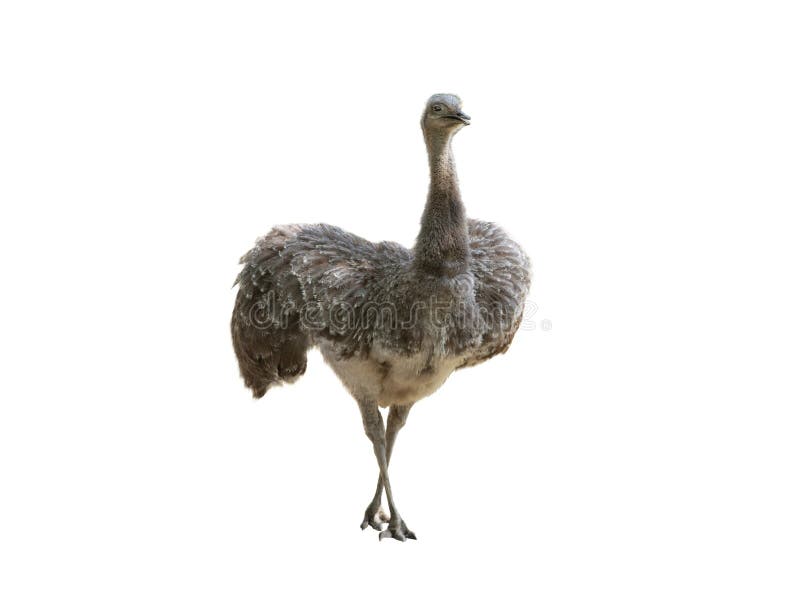 Ostrich Rhea Pennata Stand Isolated Stock Image - Image of nature ...