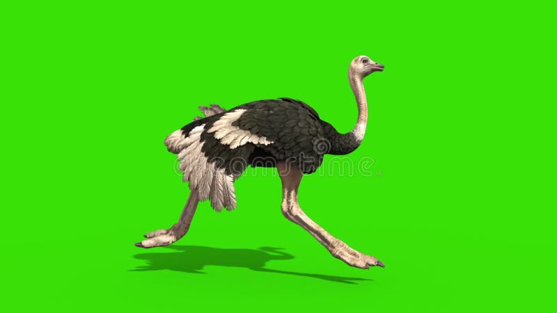 Ostrich Runcycle Green Screen Loop 3D Rendering Animation Stock Video ...