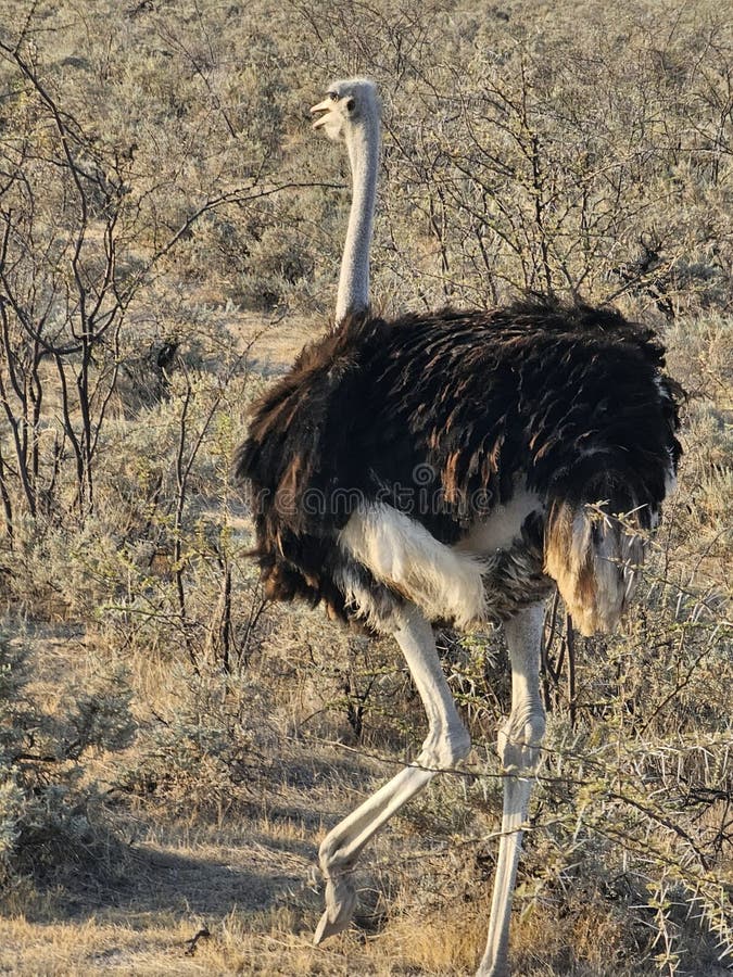 Ostrich Running in Dry Field of Namibia Stock Photo - Image of ...