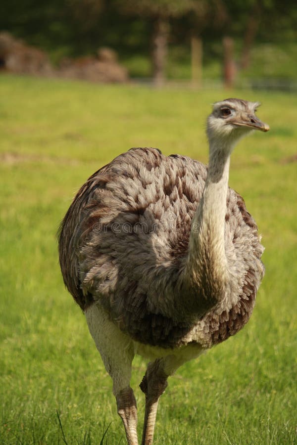 Ostrich running on grass stock photo. Image of feathers - 5440554