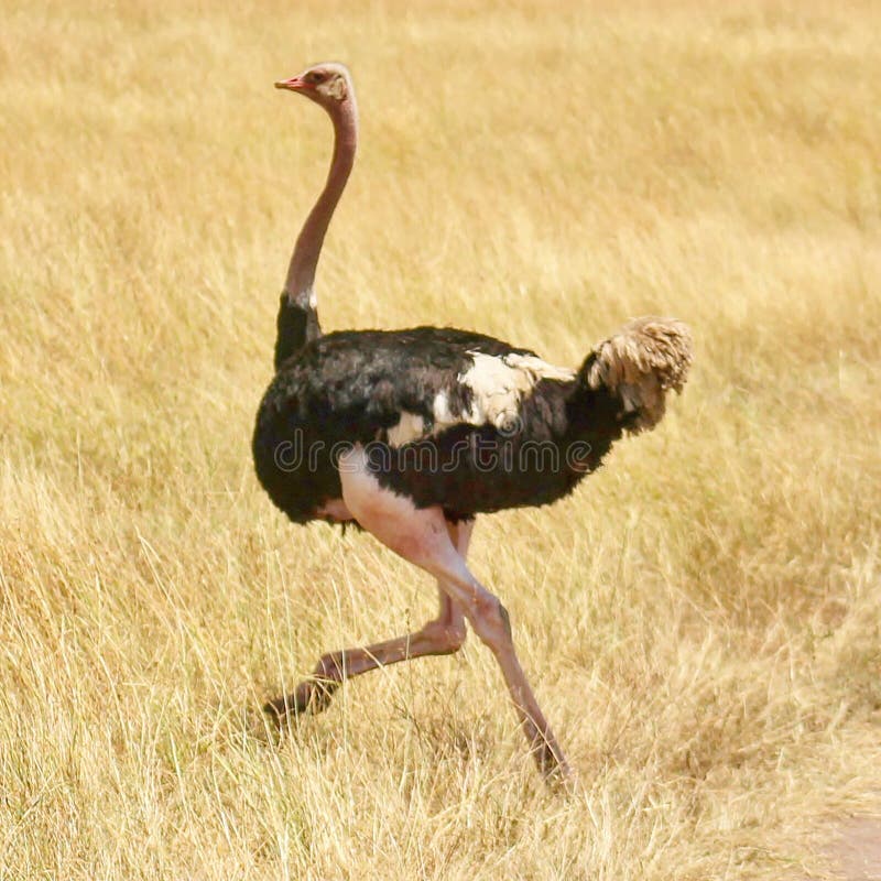 Ostrich Running in Desert Dunes Stock Photo - Image of sossusvlei ...