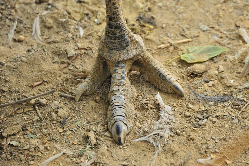 126 Ostrich Claws Stock Photos - Free & Royalty-Free Stock Photos from ...