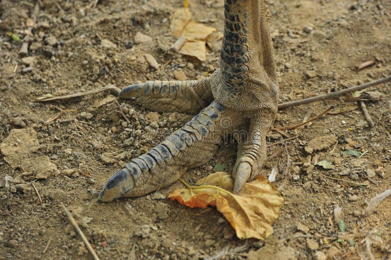 An ostrich s claws stock photo. Image of natural, africa - 311028272