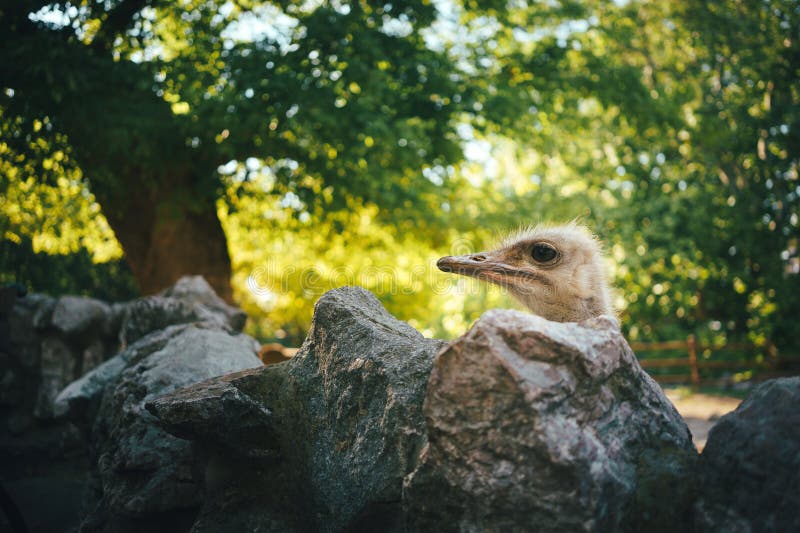 An Ostrich S Head Peeks Out from Behind the Rocks Stock Photo - Image ...