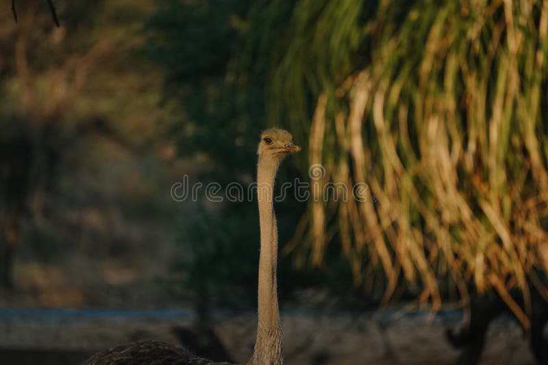 Ostrich S Head at Sunset Light in Namibia Stock Image - Image of ...