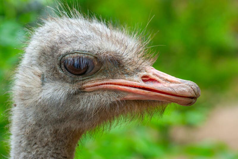 Ostrich and a sad sight stock image. Image of pets, foreground - 35288773