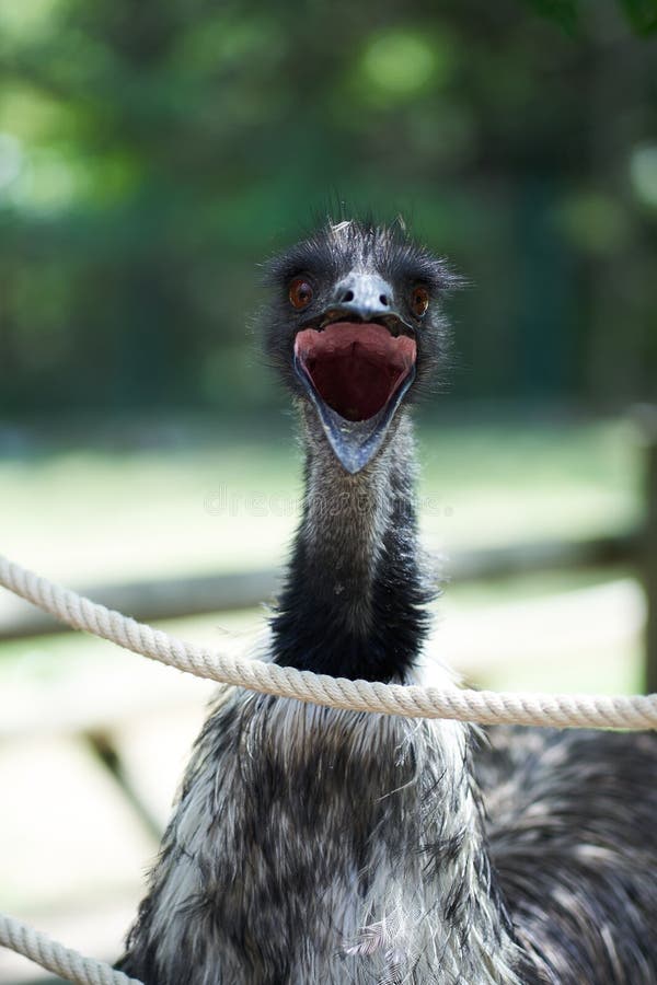 Ostrich screaming in a zoo stock photo. Image of eyes - 177846222