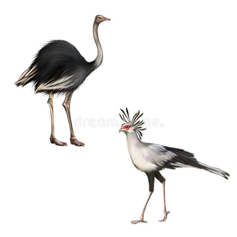 Portrait Standing Secretary Bird Stock Illustrations – 15 Portrait ...