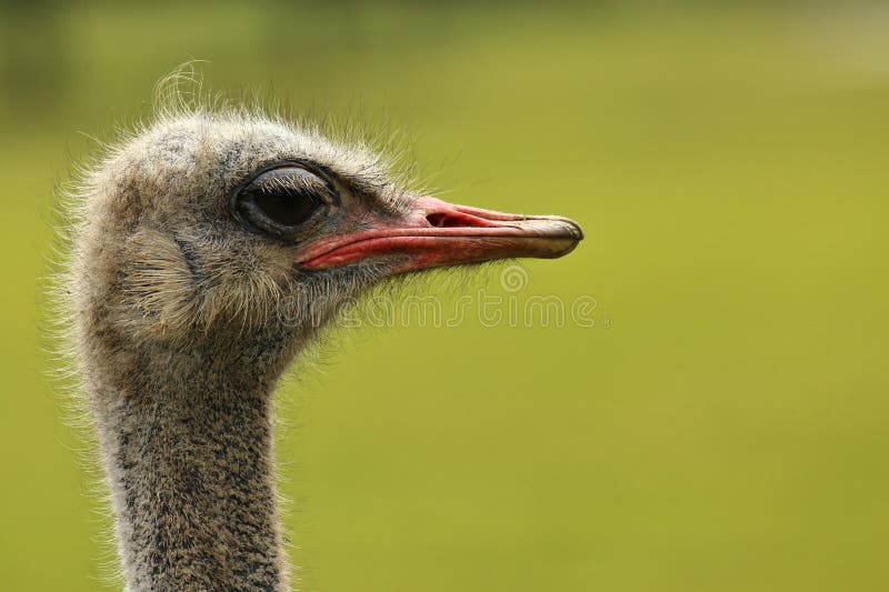 Portrait Of Ostrich Picture. Image: 114247047