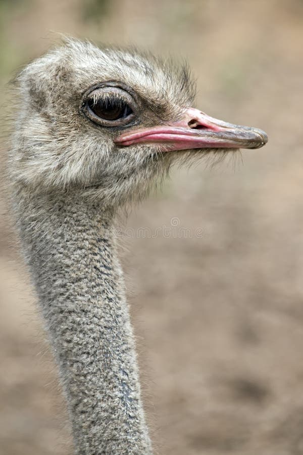 Ostrich side view stock photo. Image of view, close - 107646928
