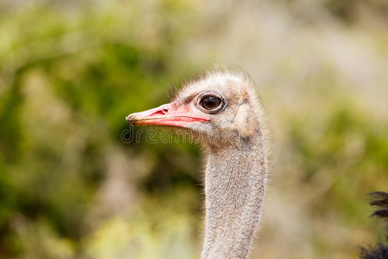Ostrich side view headshot stock image. Image of beak - 81705491