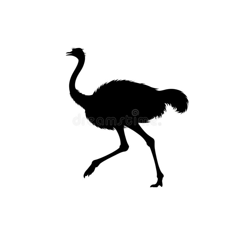Running Ostrich Silhouette Elegant Bird Design Vector Illustration ...