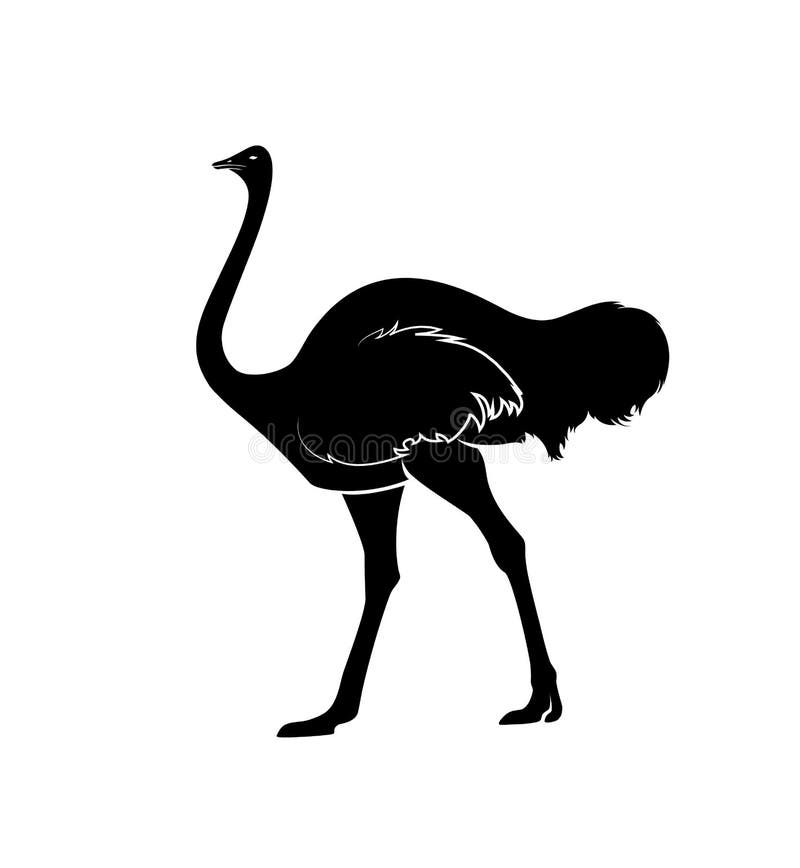 Ostrich Silhouette Vector stock vector. Illustration of africa - 104121302