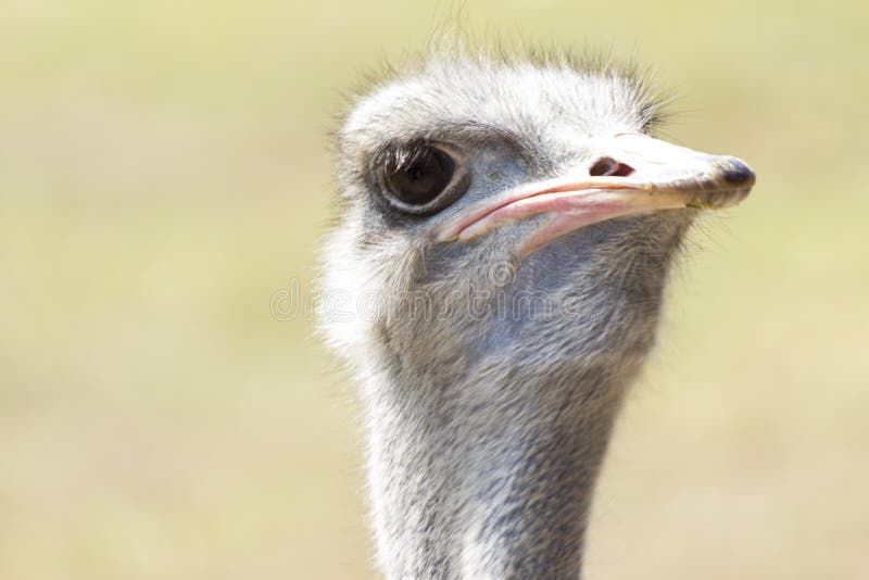 Ostrich silly bird stock photo. Image of closeup, humor - 169866332