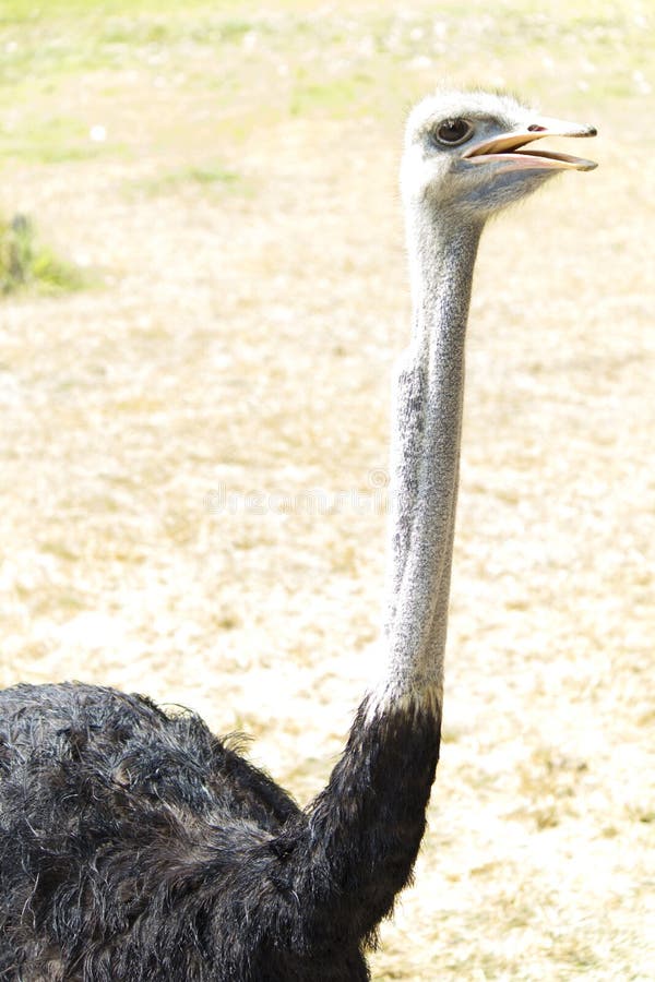 Ostrich silly bird stock photo. Image of cute, aviary - 169866624
