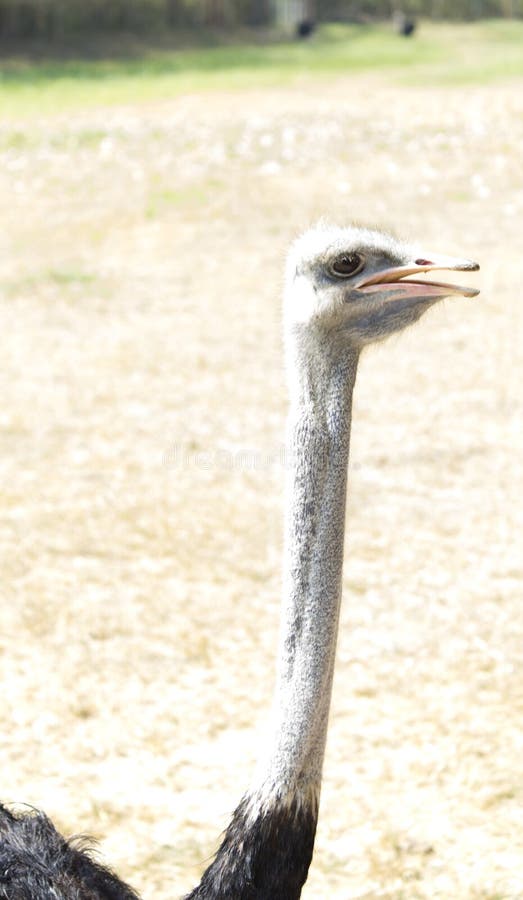 Ostrich silly bird stock image. Image of aviary, cute - 169866627