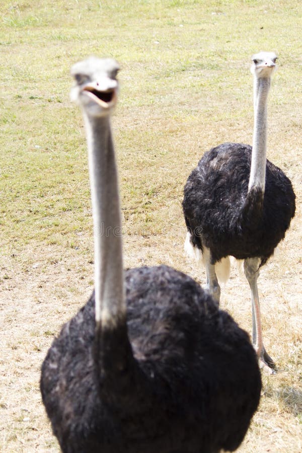 Ostrich silly bird stock image. Image of close, large - 169867205