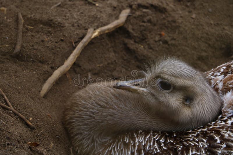 The Ostrich Sits in the Sand and Looks Attentively Stock Image - Image ...