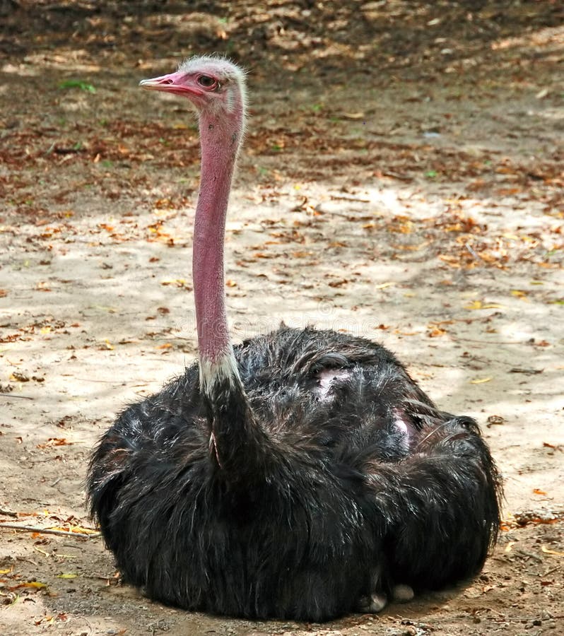 Ostrich sitting #3 stock image. Image of moist, bird, eyes - 7464697