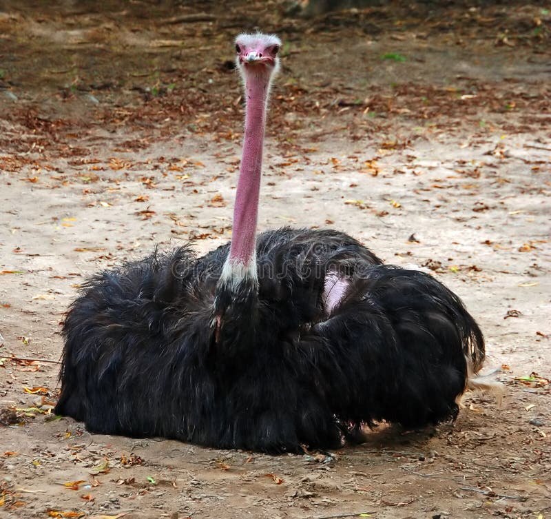 Ostrich stock image. Image of feather, straight, feet, feathers - 866415