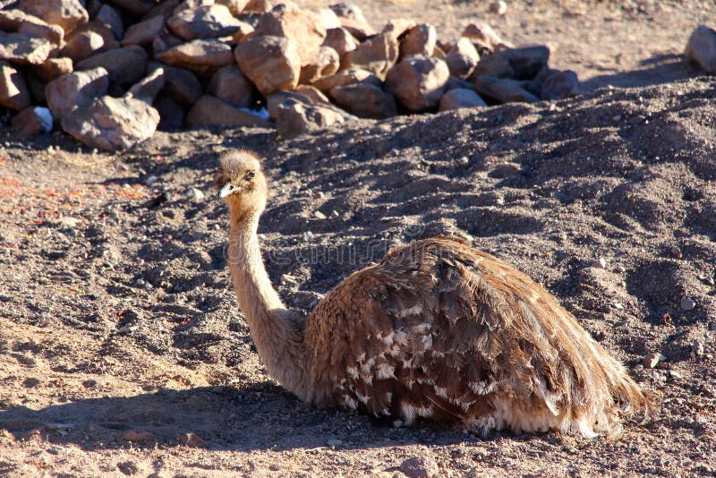 Ostrich Sitting in Relax on the Grass Stock Image - Image of green ...