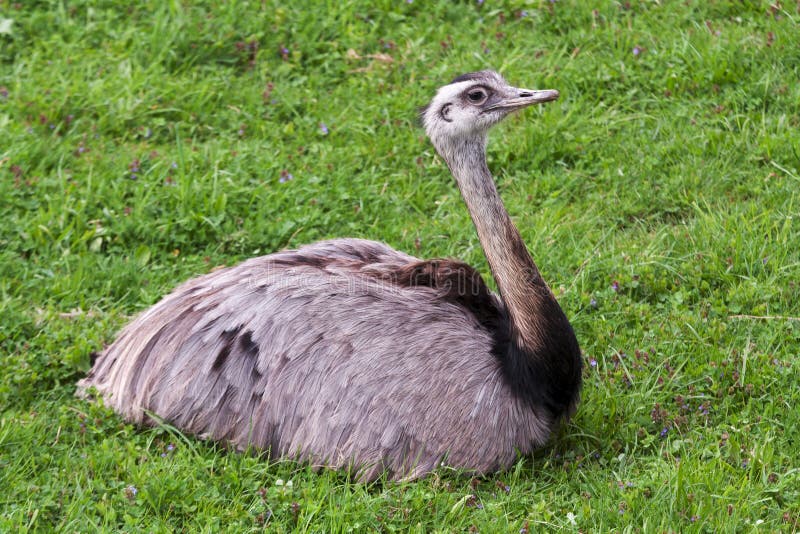 Ostrich Sitting Stock Photos - Download 476 Royalty Free Photos